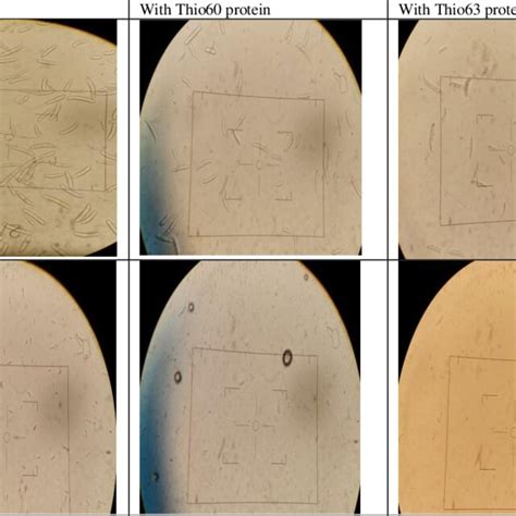 The Inhibitory Effect Of Protein Extract On The Spore Germination Of