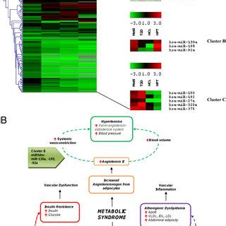 A Hierarchical Clustering Plot Heatmap Of MiRNA Distribution In The