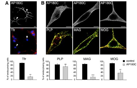 Analysis Of Clathrin Dependent Endocytosis The Clathrin Sequestering
