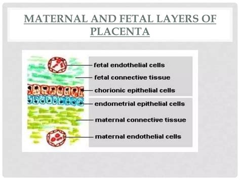 Placenta Histology Embryology