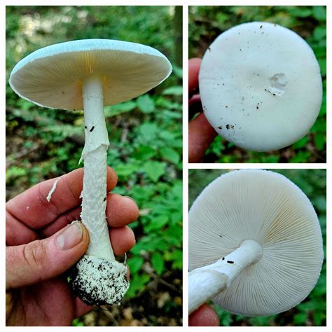 Death Angel Mushroom