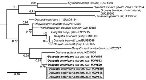 Bayesian Majority Rule Consensus Phylogram Of Mitochondrial Dna