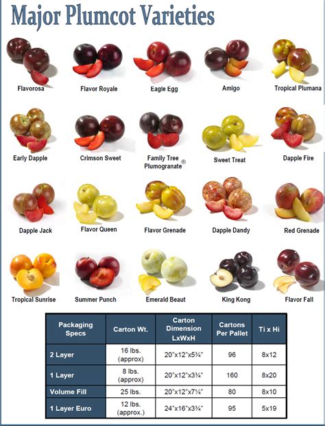 Different Types Of Plums At Gladys Starr Blog