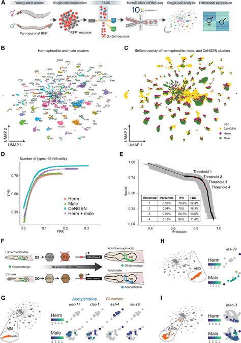 Decoding Sexual Dimorphism Of The Sex Shared Nervous System At Single