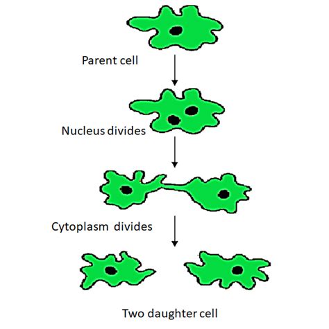 Binary Fission Diagram