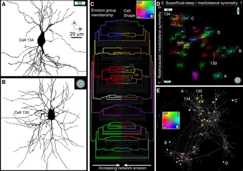 The Fuzzy Logic Of Network Connectivity In Mouse Visual Thalamus Cell