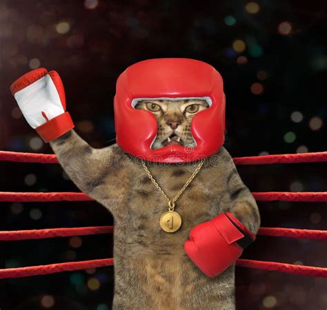 Boxeador De Gato En El Anillo De Boxeo 2 Imagen De Archivo Imagen De
