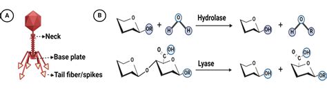 Frontiers Phage Encoded Depolymerases As A Strategy For Combating