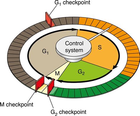 Cell Cycle Checkpoints Graph