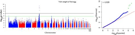 manhattan plot left and quantile quantile plot right of the