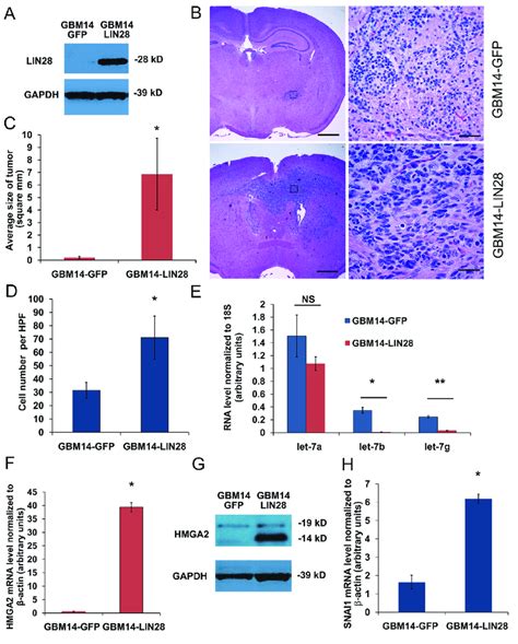 Introduction Of Lin28a Into The Jhh Gbm14 Stem Cell Line Activates A Download Scientific