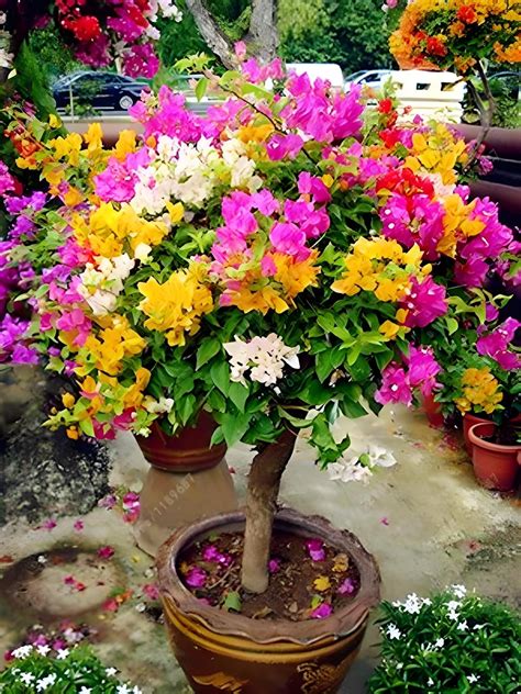 Bougainvillea Live Plant Multicolour Mixed Colors Live Plant For