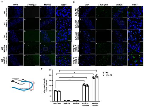 Correction Musumeci Et Al Intranasal Administration Of A Trail Neutralizing Monoclonal