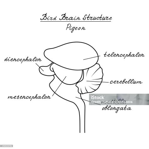 Brain Bird Structure Vector Black And White Image Stock Illustration