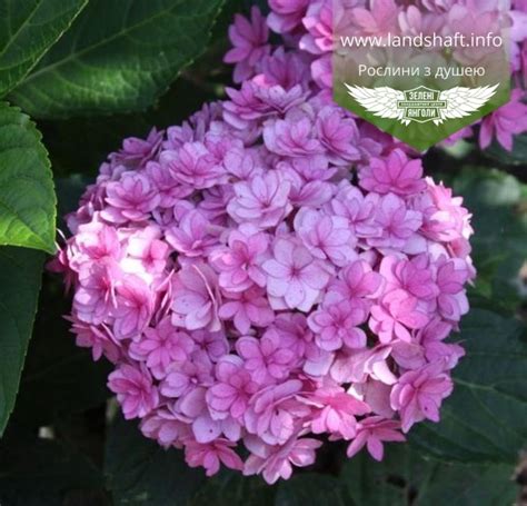Hydrangea Macrophylla Together Гортензия крупнолистная Тугезер