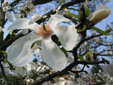Flowering Trees That Smell Beautiful Hunker