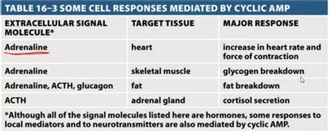 Topic 6 2 Cell Signaling Gpcr Pathway Flashcards Quizlet