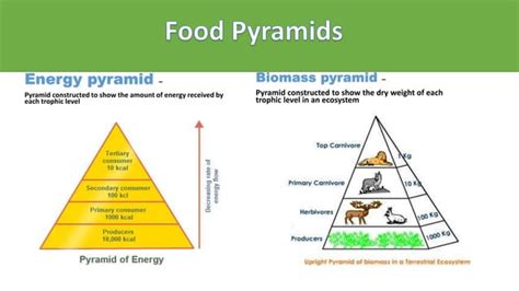 Life Sciences Biosphere Biomes And Ecosystem Pptx Science