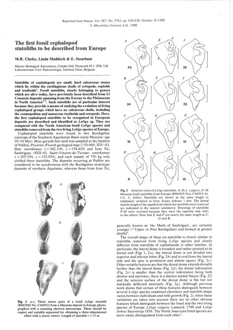 Pdf The First Fossil Cephalopod Statoliths To Be Described From Europe