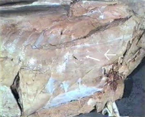 VETS2011 Structure Function Respiratory Anatomy Prac 2 Flashcards Quizlet