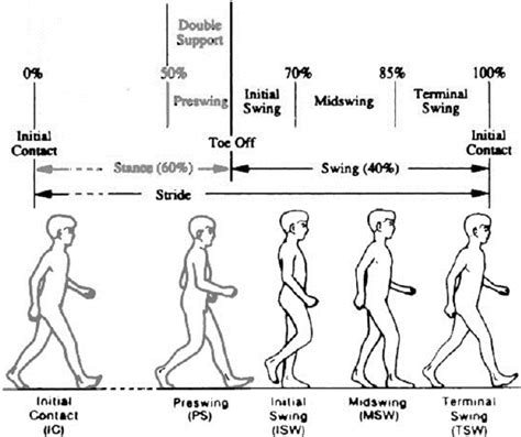 Sequential Representation Of Swing Phase In A Stride Gage Et Al 2008