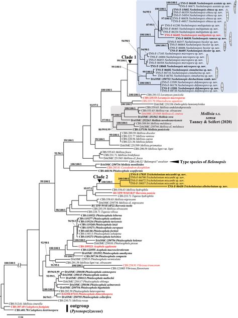 maximum likelihood tree inferred from its lsu rpb1 concatenate