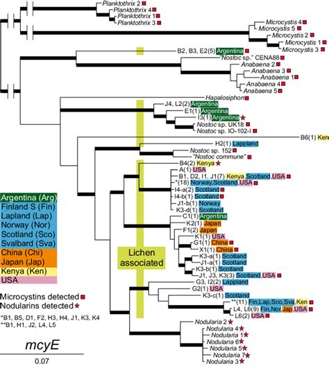 Bayesian Trees Compiled From Mcye Gene Sequences Thick Branches Have A