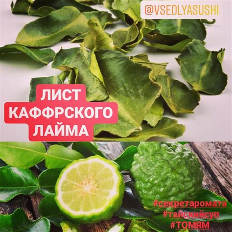 Все для суши - Лист Каффрского лайма⠀ 🍃⠀ #каффирлайм⠀ #каффрскийлайм ...