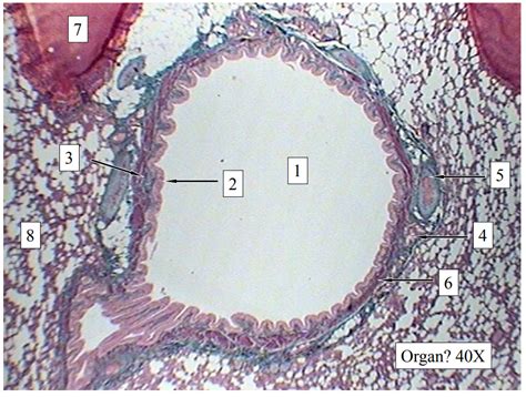 Tertiary Bronchi Diagram Quizlet