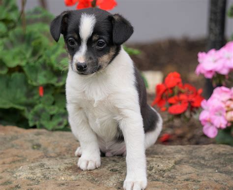 Toy Fox Terrier Puppy For Sale Applecreek Oh Male Max Ac Puppies Llc
