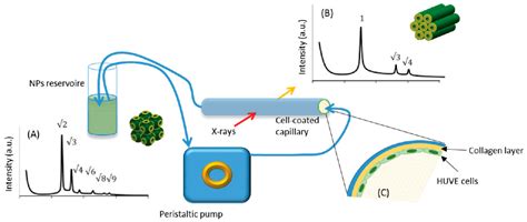phase transition of lipid nanoparticles for drug delivery