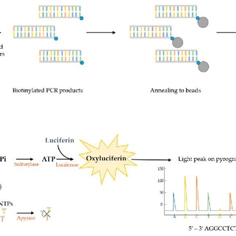 Flowchart Of The In House Pyrosequencing Based Method Showing The Steps Download Scientific
