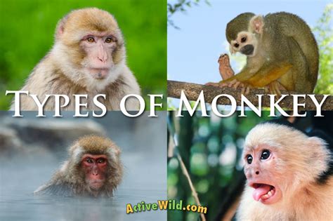 Monkey Facts Types Lifespan Classification Habitat 52 Off