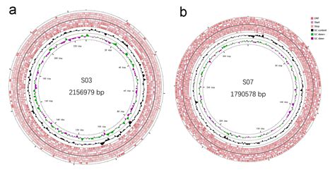 Comparative Analysis Of Streptococcus Agalactiae S03 And S07 Isolated From Schizothorax Spp