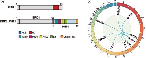 Recurrent Chromosomal Translocations In Endometrial Stromal Sarcoma