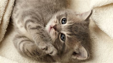 Wallpaper Cute Gray Kitten Sleep Face Eyes 2560x1600 Picture Image