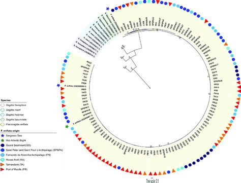 Gene Tree For Coi Showing Topology Based On Maximum Likelihood Ml