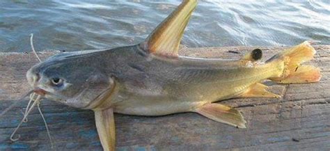 Аквариумные рыбы Морские сомы