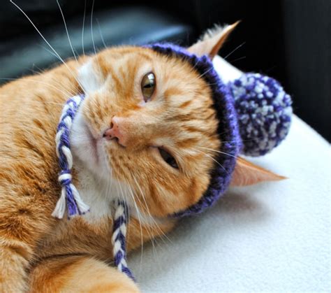 Шапочки для котов: toyahara — LiveJournal