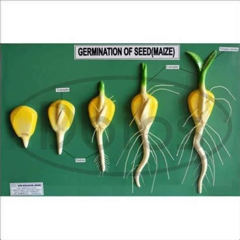 Pvc Dbios Natural Botany Models For School At ₹ 800piece In Ambala