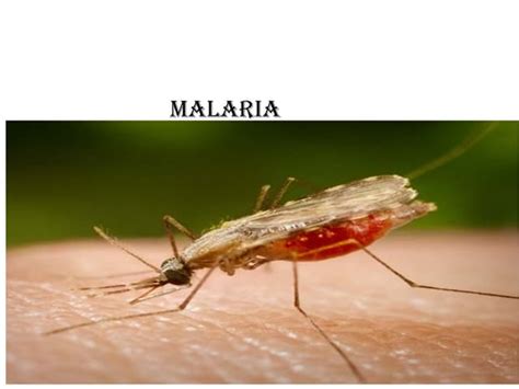 Malaria Disease Power Point Presentation Pptx