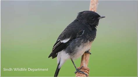 Sindhwildlife On Twitter پائیڈ بشچیٹ المعروف کالی پدی المعروف جنگل