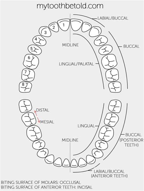 Tooth Surface Names Free Education Dental Anatomy Dental School