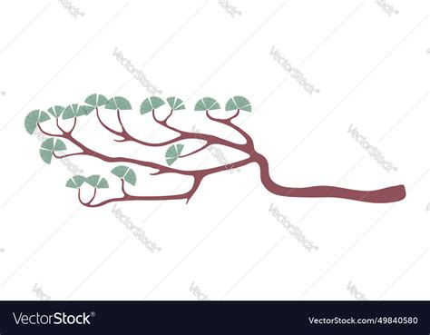 Pine Tree Branch Royalty Free Vector Image VectorStock