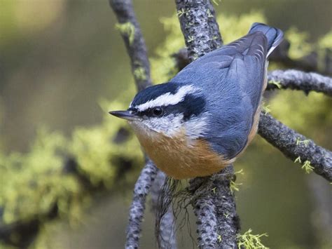 Red Breasted Nuthatch Celebrate Urban Birds