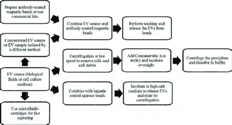 Main Steps Followed During Different Affinity Based Ev Isolation