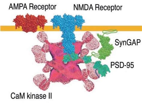 The Molecular Organisation Of The Psd The Psd95 Protein Organises The