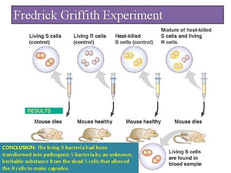 Biotechnology Bacterial Transformation Lab How Can We Manipulate