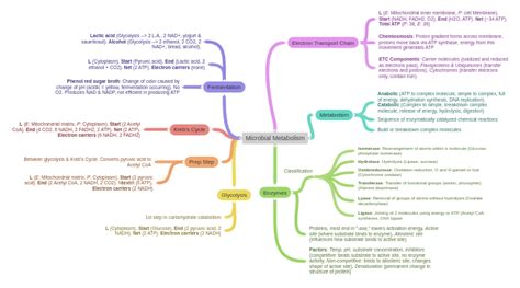 Microbial Metabolism Coggle Diagram