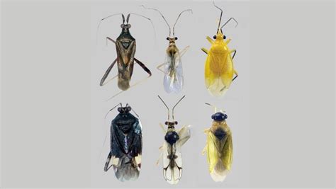 Six New Species Of Insects Are Discovered In Espírito Santo Revista